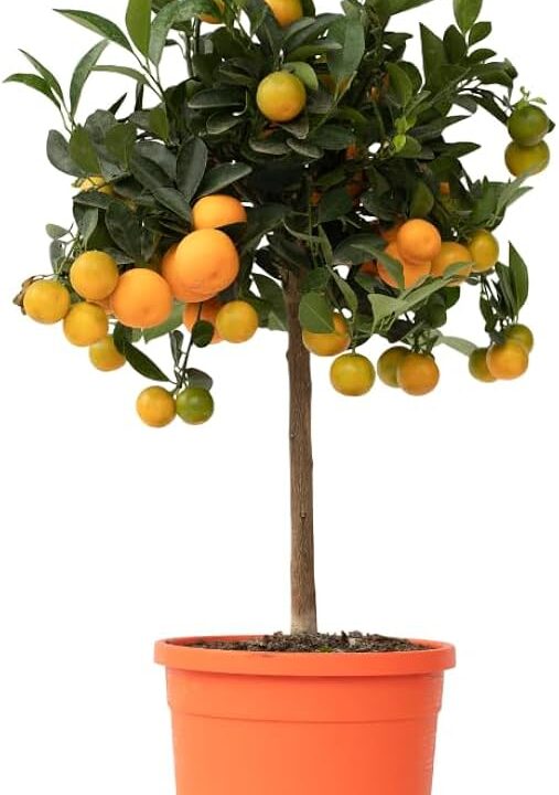 Καλαμοντιν δεντράκι μίνι - Calamodin Tree Bonsai - THE FLOWER COMPANY