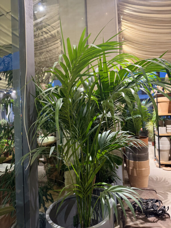 Κέντια 5-8 Ρίζες- Howea Forsteriana - THE FLOWER COMPANY