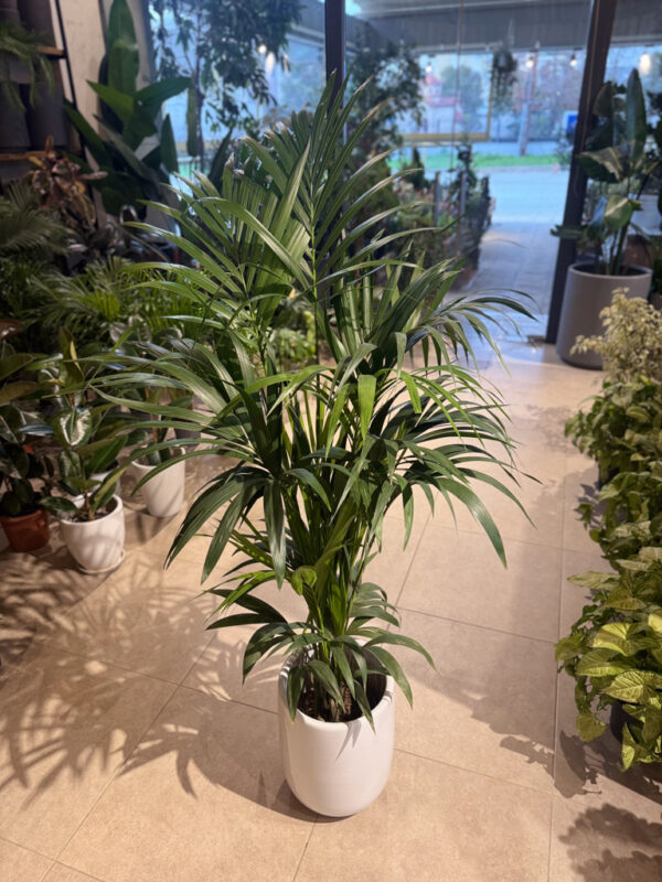 Κέντια 3-5 Ρίζες- Howea Forsteriana - THE FLOWER COMPANY